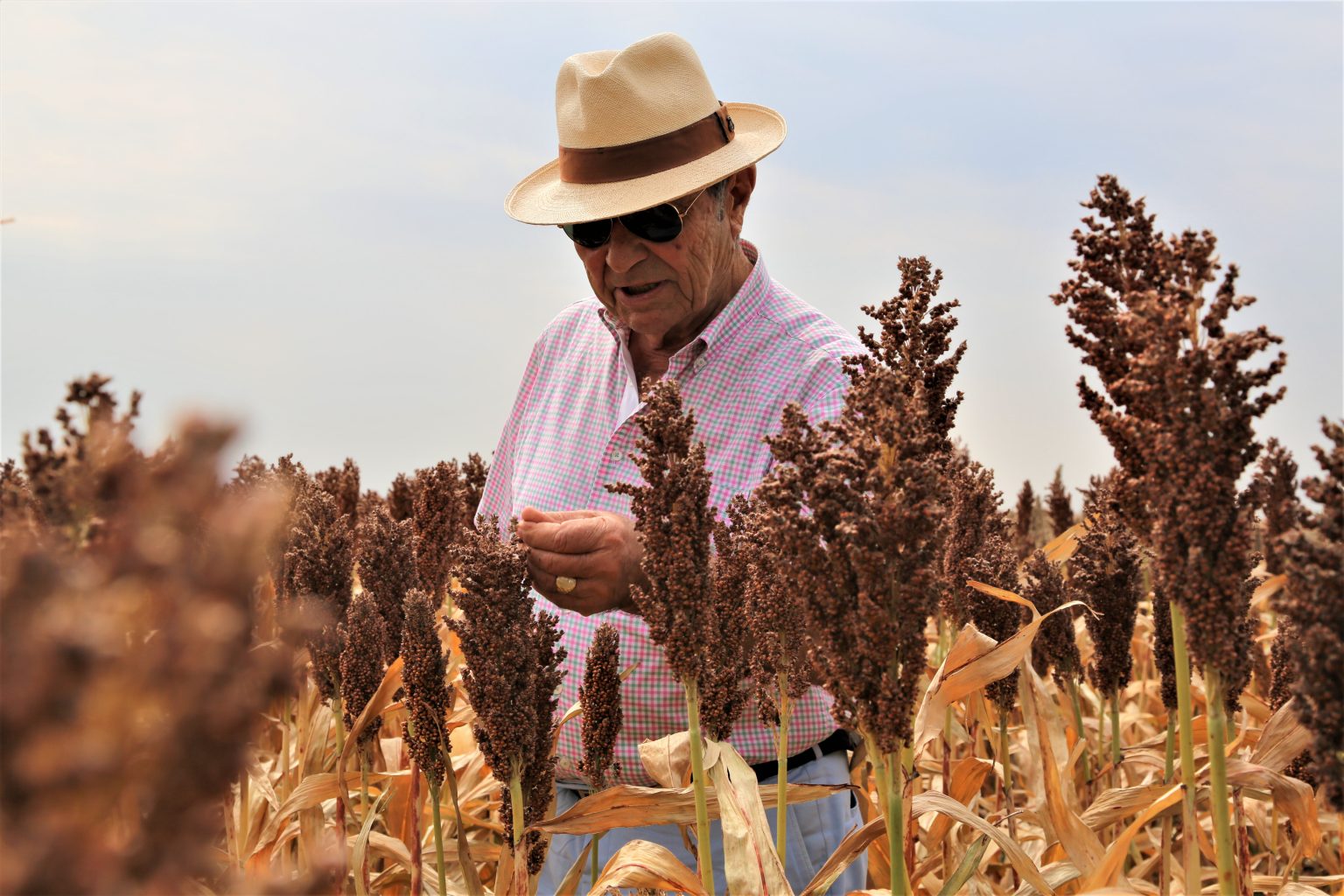 Sorgul-unica reţetă de belşug în vreme de secetă, pentru fermieri ...